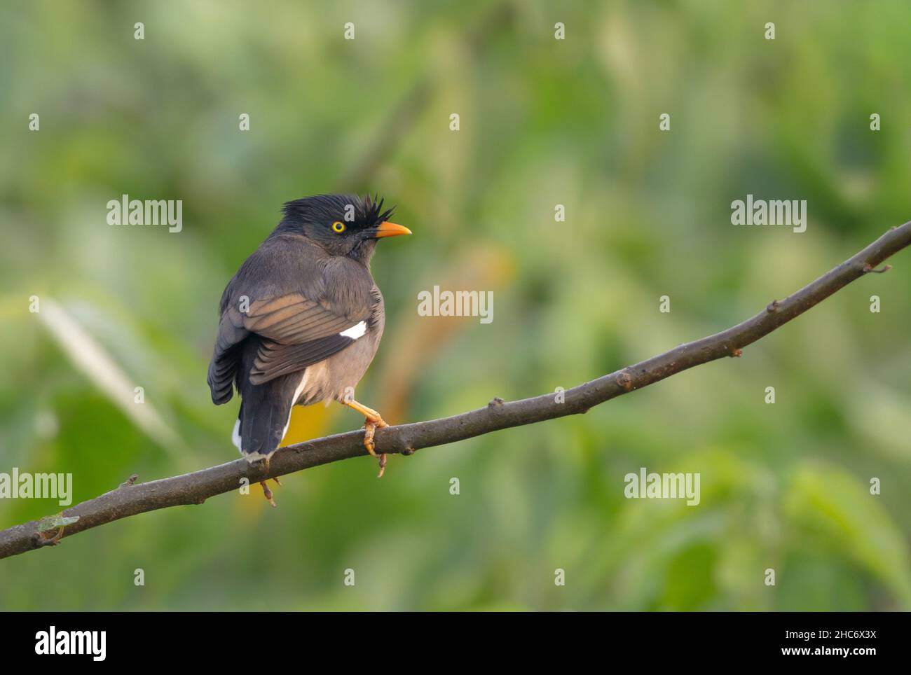 jungle myna bird. jungle myna is a myna, a member of the starling ...
