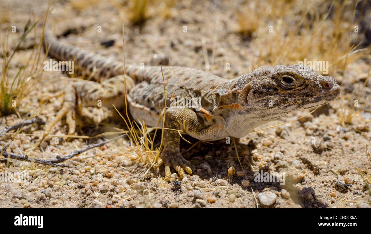 Mojave fringe-toed lizard in the Mojave desert, USA Stock Photo - Alamy
