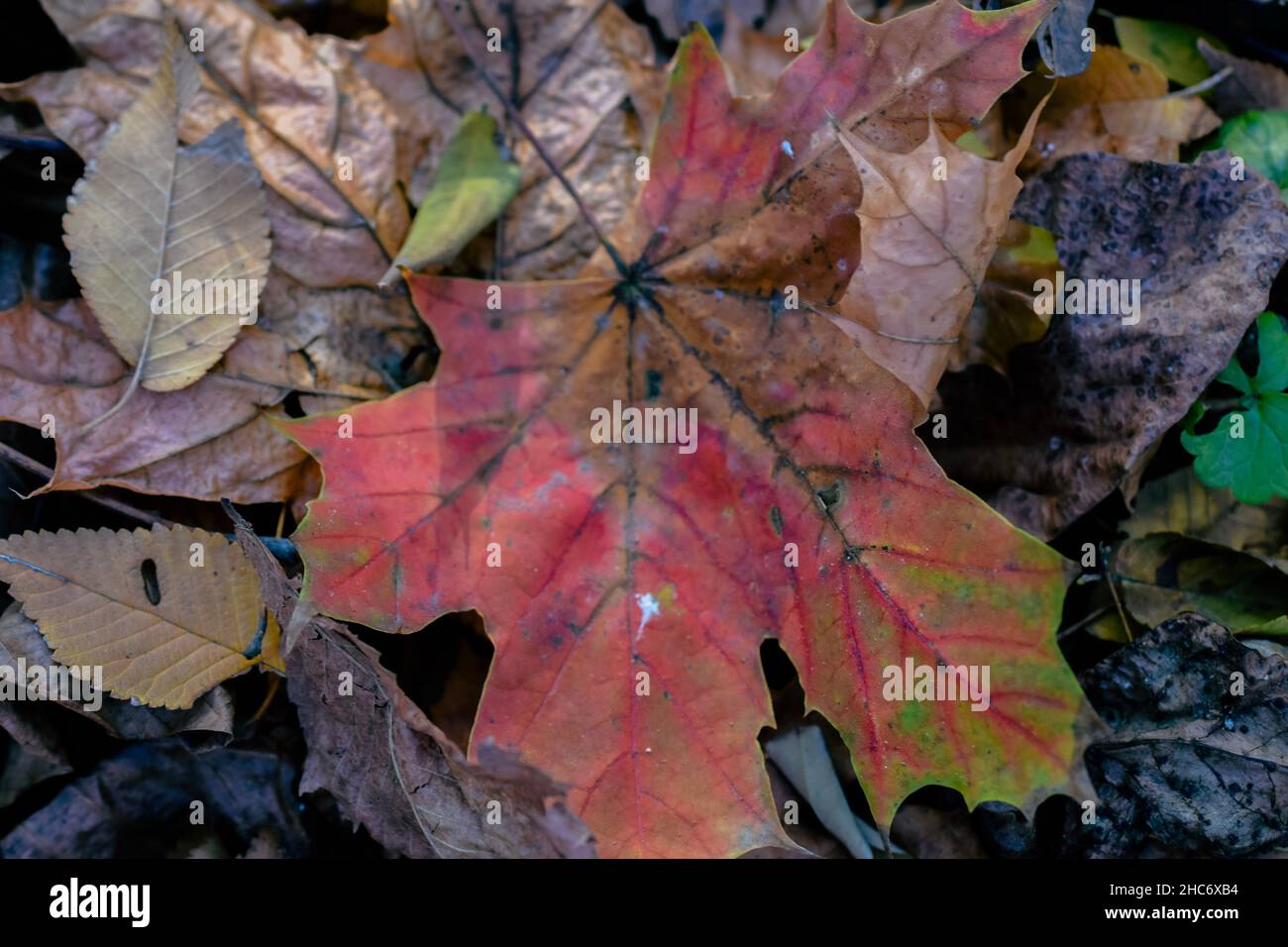 Overhead shot of a red leaf on the ground surrounded with yellow grass ...