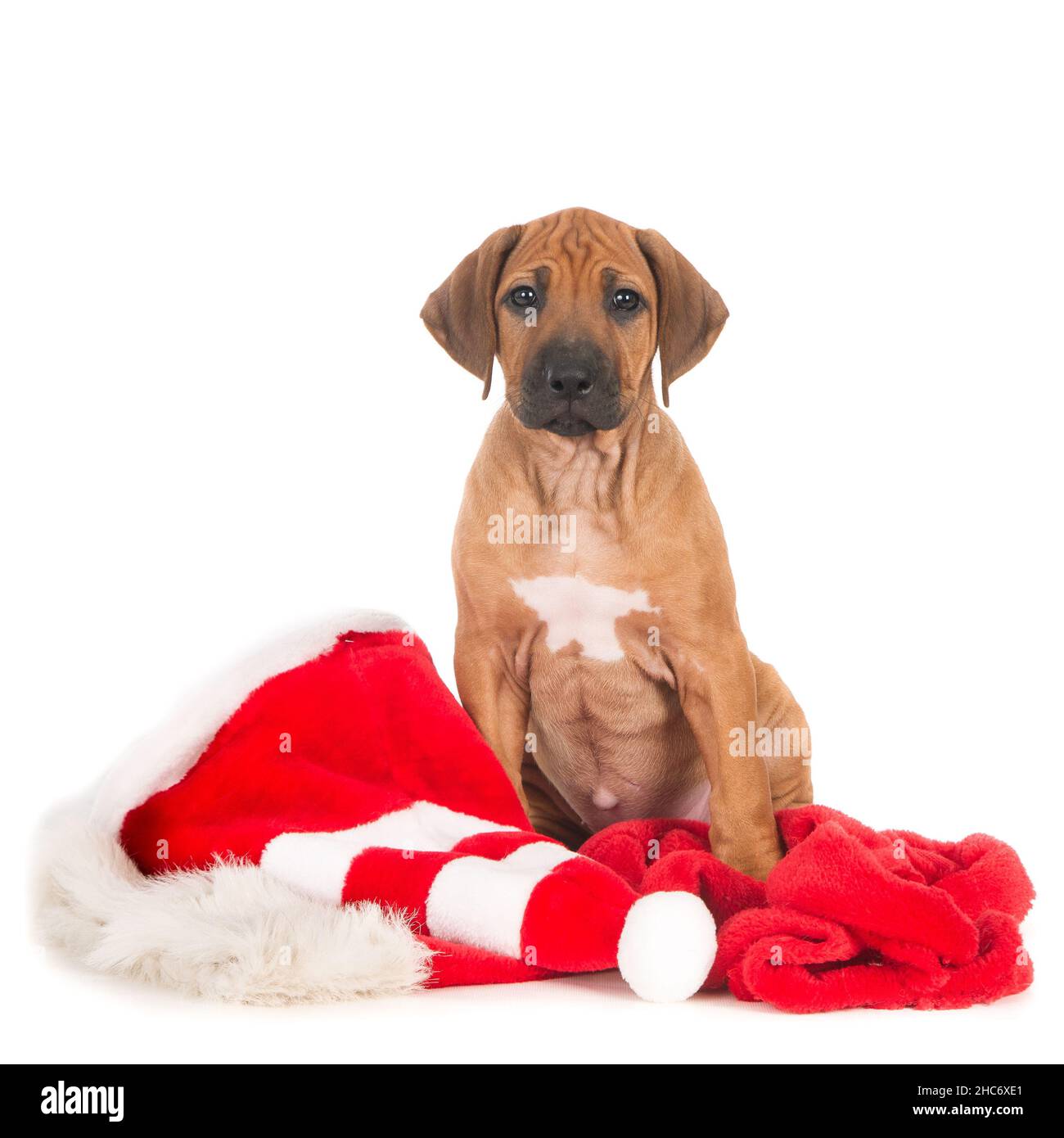 Cute Rhodesian Ridgeback puppy and a red Christmas hat with a white ...