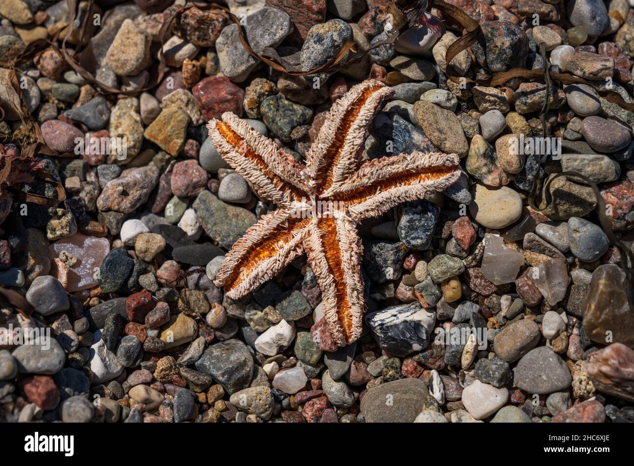 Fish at the pebble ground of hi-res stock photography and images - Alamy
