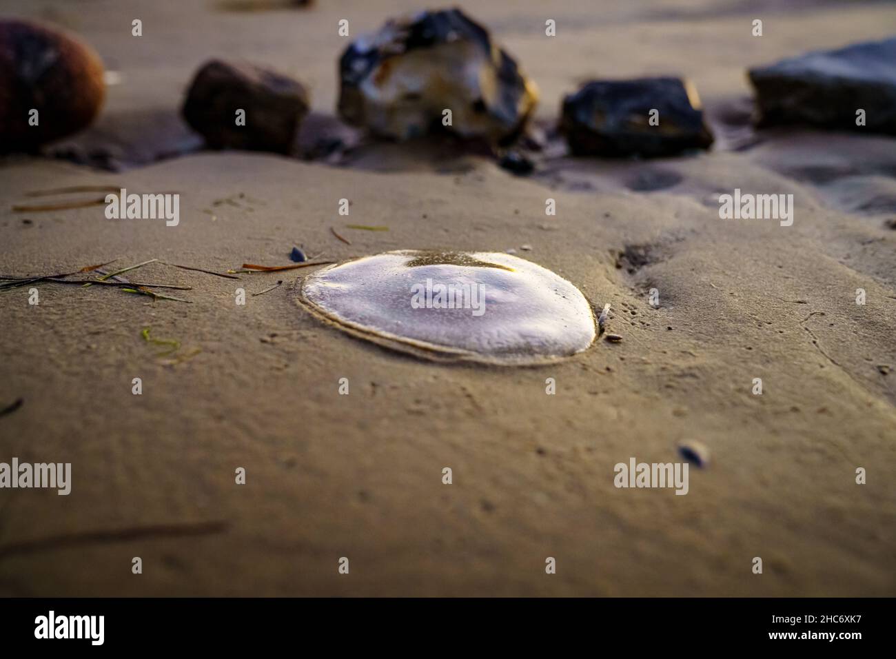 Jellyfish on pebble beach hi-res stock photography and images - Alamy