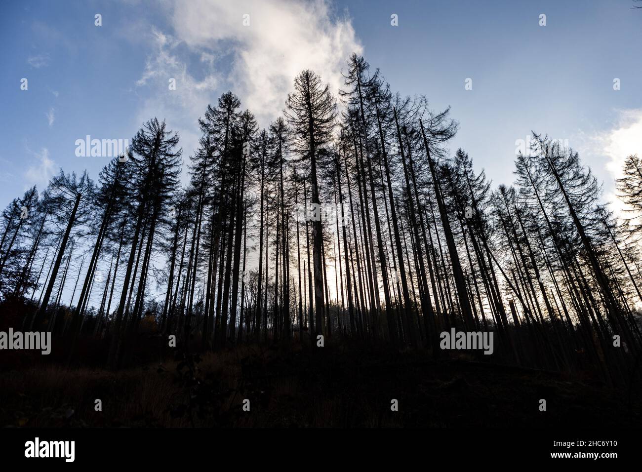 Low angle closeup silhouette landscape of long trees in a forest under ...