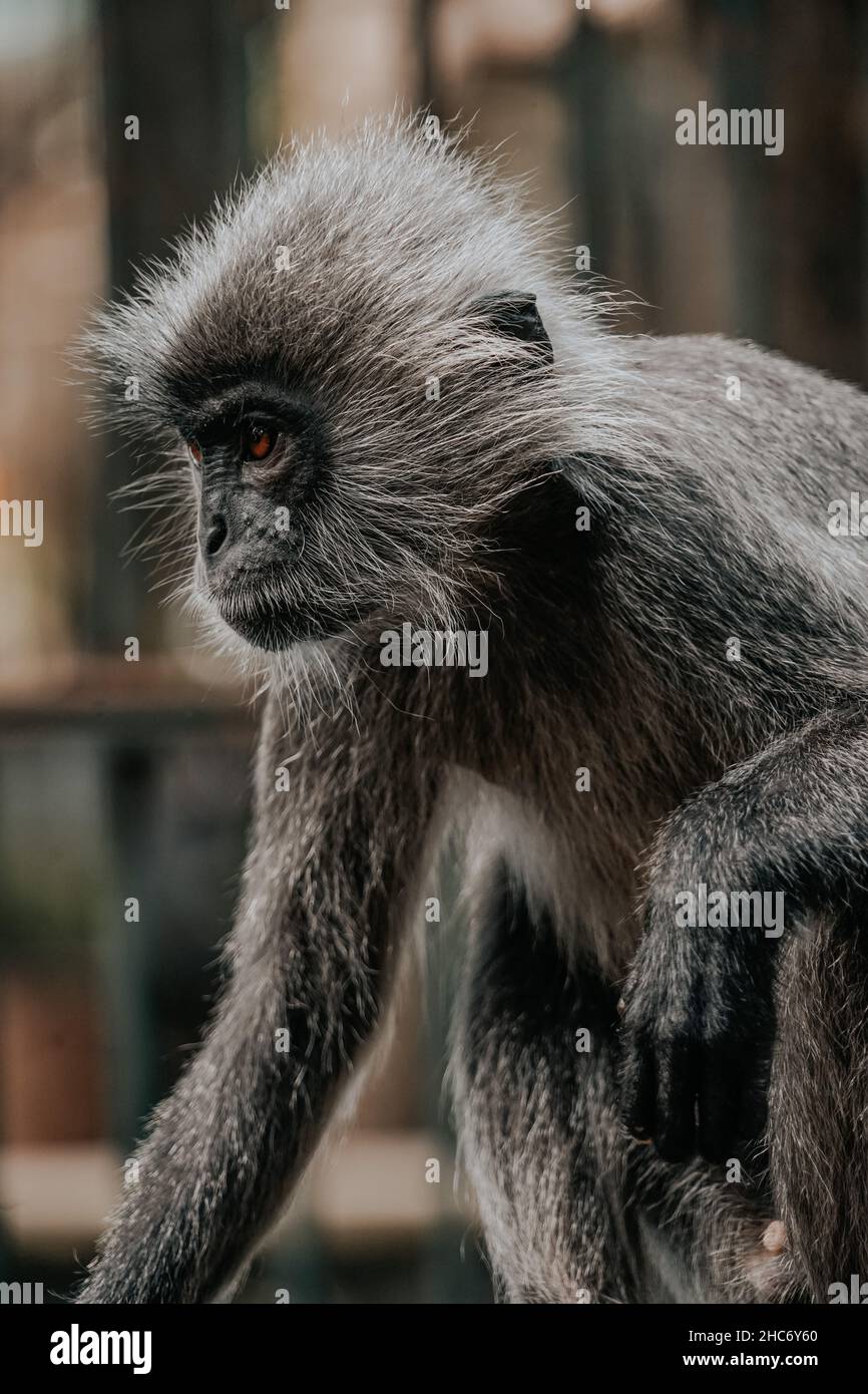 Monkey closeup hi-res stock photography and images - Alamy