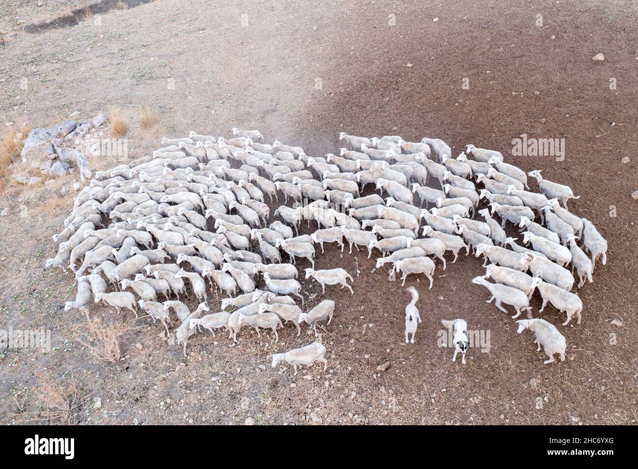 Dorper sheep hi-res stock photography and images - Alamy