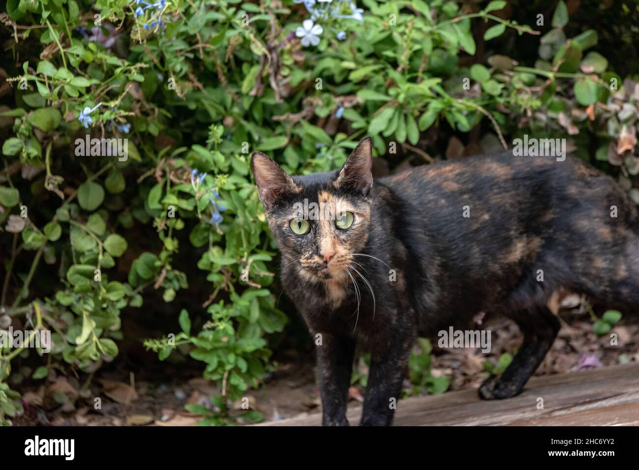 Tortoiseshell Cat With Green Eyes Outside