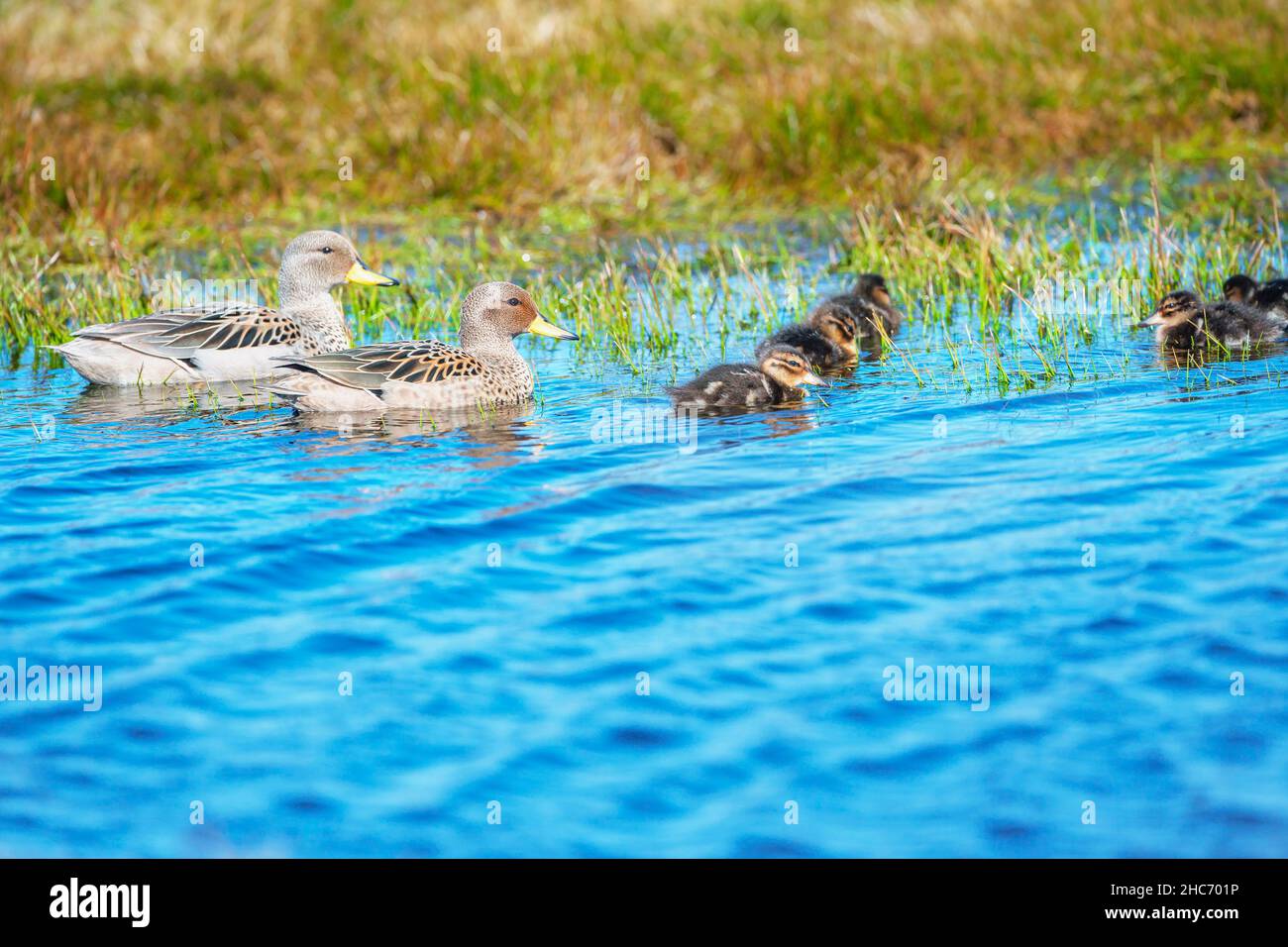 Yellow Billed Pintail ducks (Anas georgica) pair with chicks, Falkland ...
