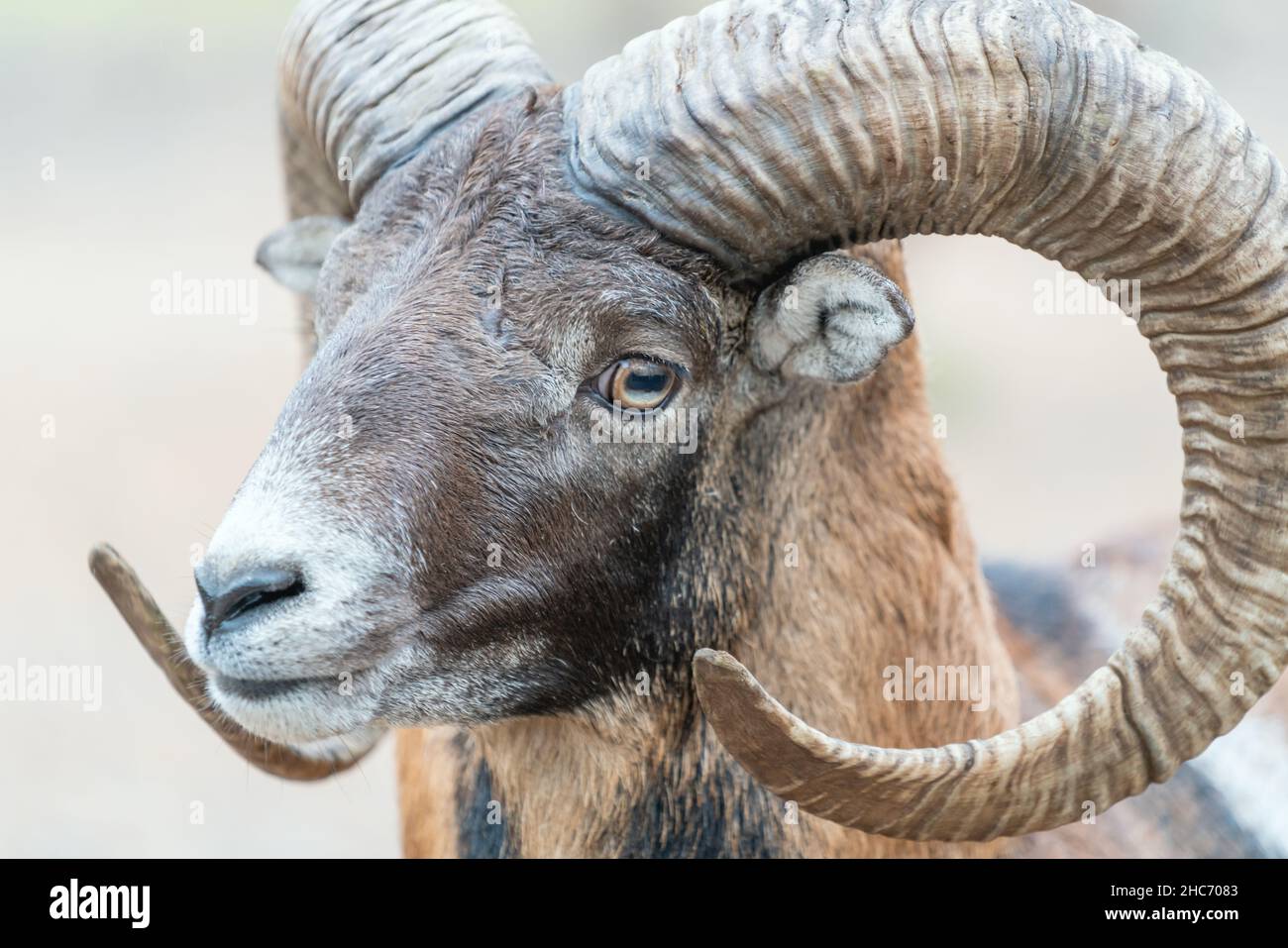 Close up shot of a head of a male mouflon sheep (Ovis Orientalis) with ...