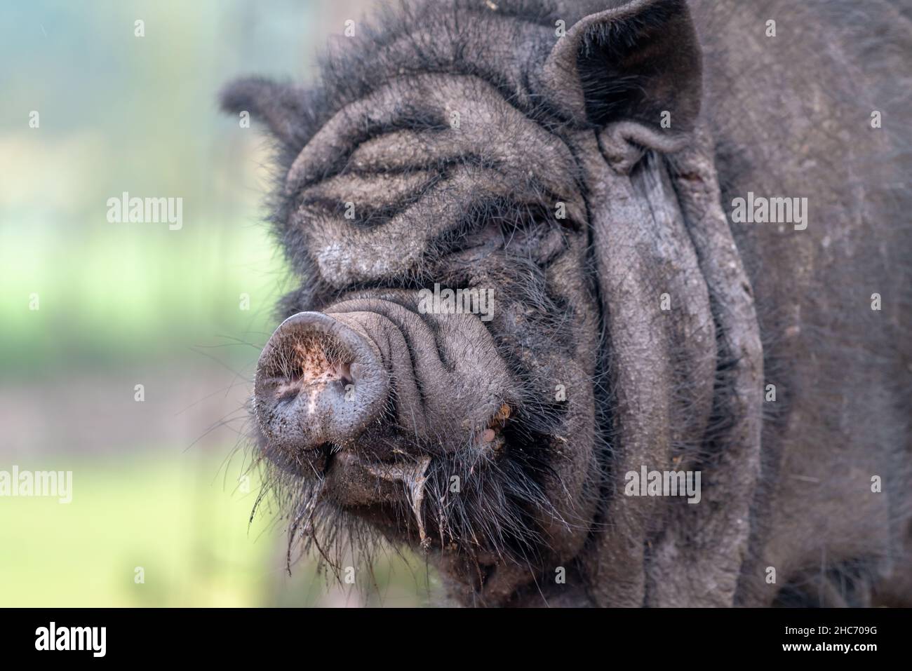 Heavy wrinkled face hi-res stock photography and images - Alamy