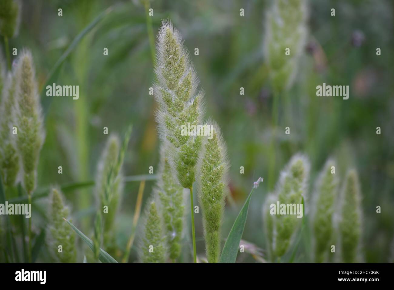 Closeup shot of timothy plants growing in a meadow Stock Photo - Alamy