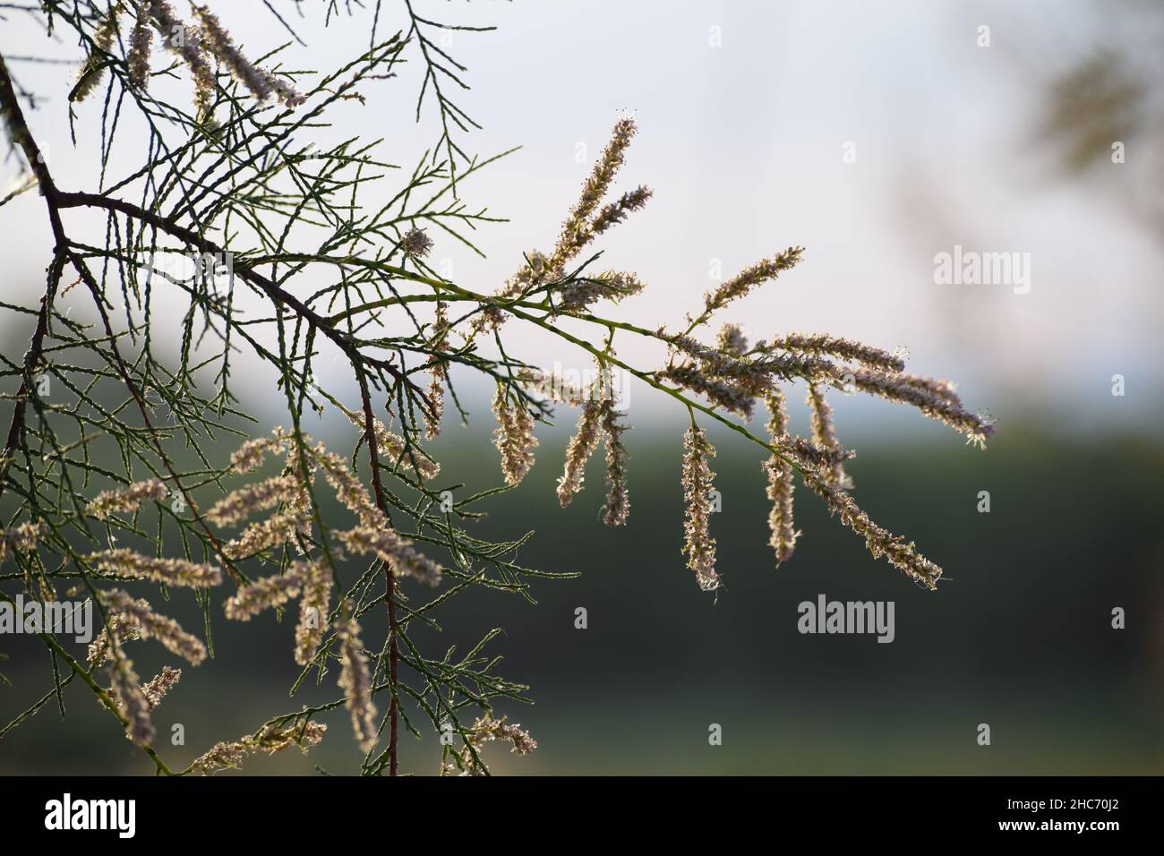 Athel hi-res stock photography and images - Alamy