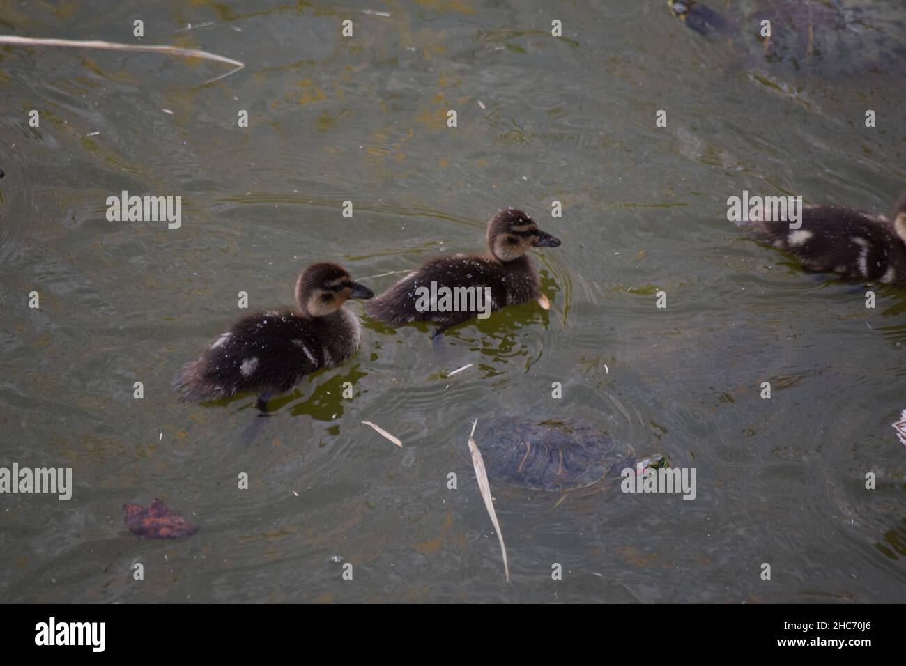 Marsh ducks hi-res stock photography and images - Alamy