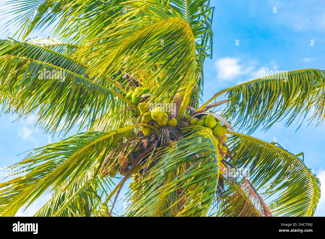 Tropical natural palm trees with blue sky background at Flamengo park ...