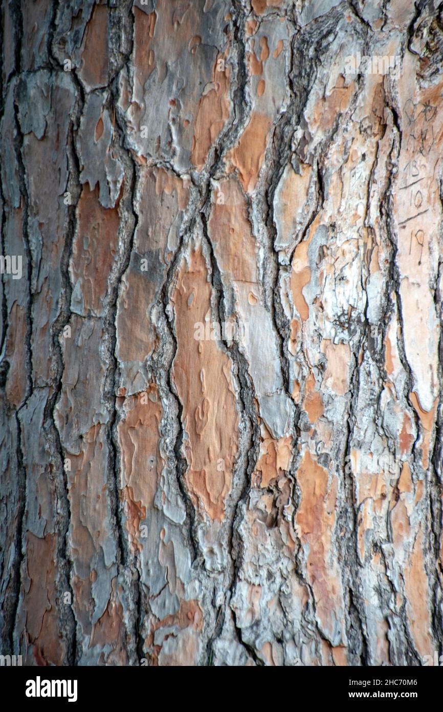 Vertical background of cracked tree trunk texture Stock Photo - Alamy