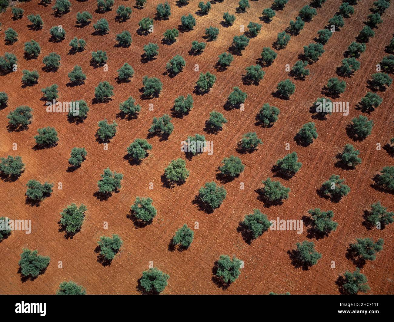 Aerial view and olive grove hi-res stock photography and images - Alamy