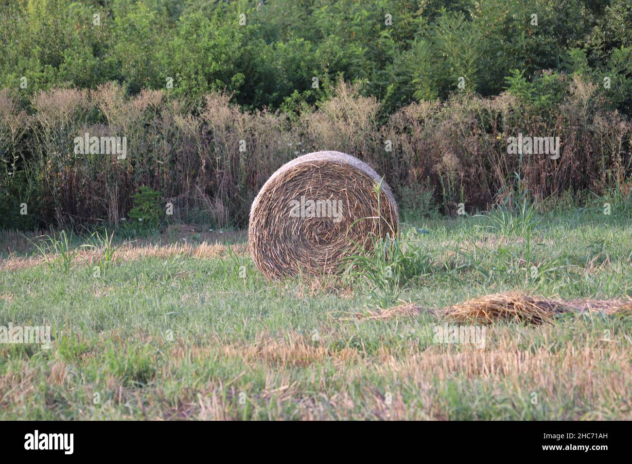 Round-shaped hay bale in a field in front of green trees and bushes ...