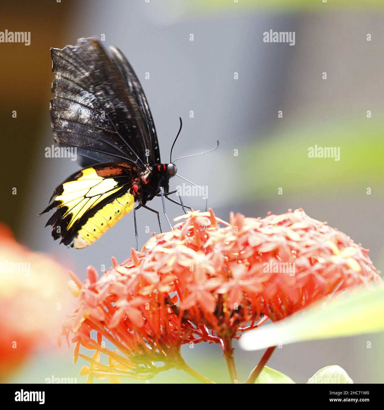 Colours of nature Stock Photo - Alamy