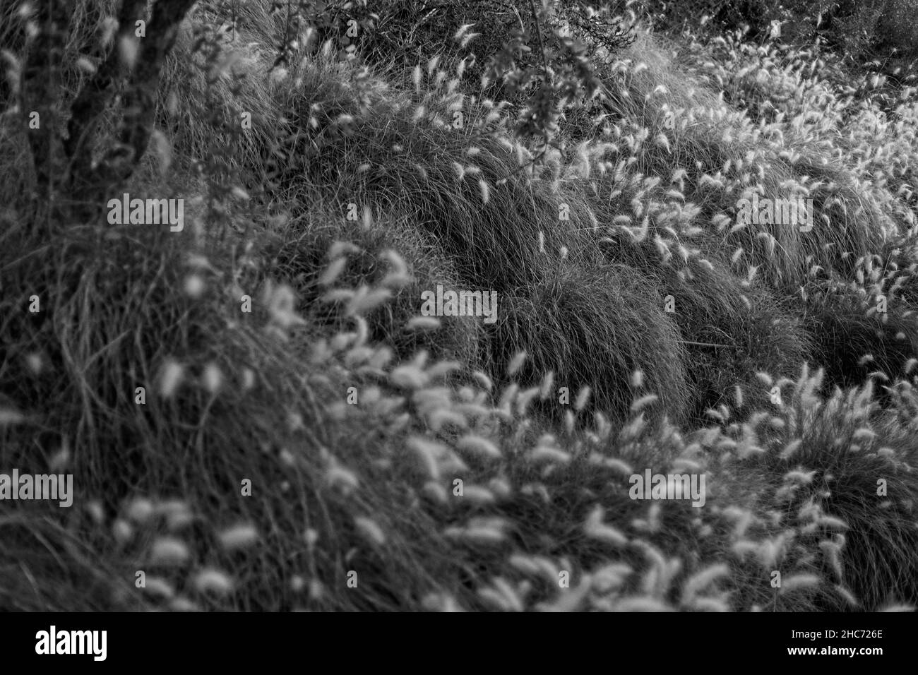 Beautiful farm crop Black and White Stock Photos & Images - Alamy