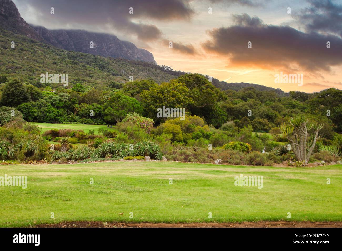 South africa forest landscapes hi-res stock photography and images - Alamy