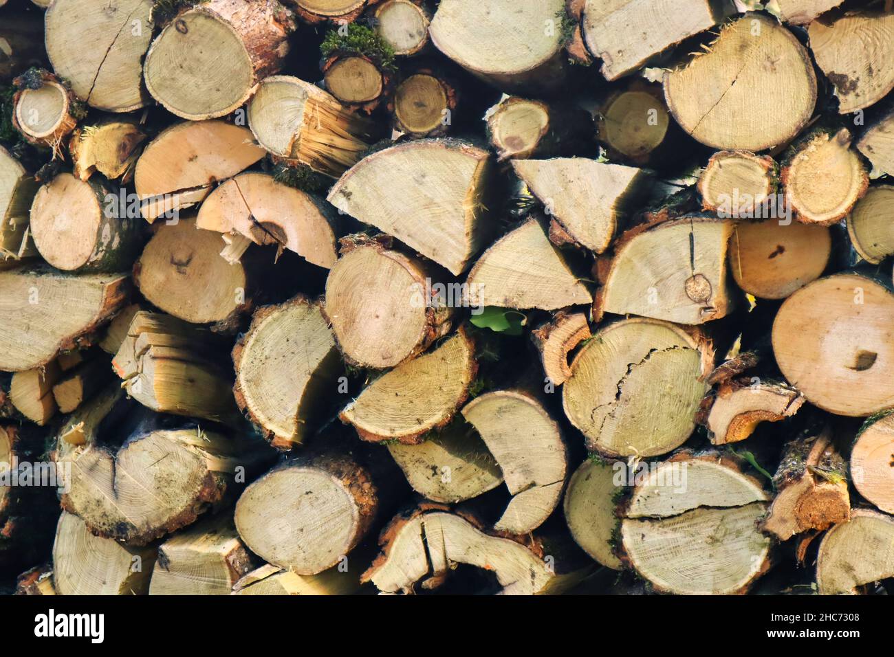 Closeup of a cut-up tree log texture background Stock Photo - Alamy