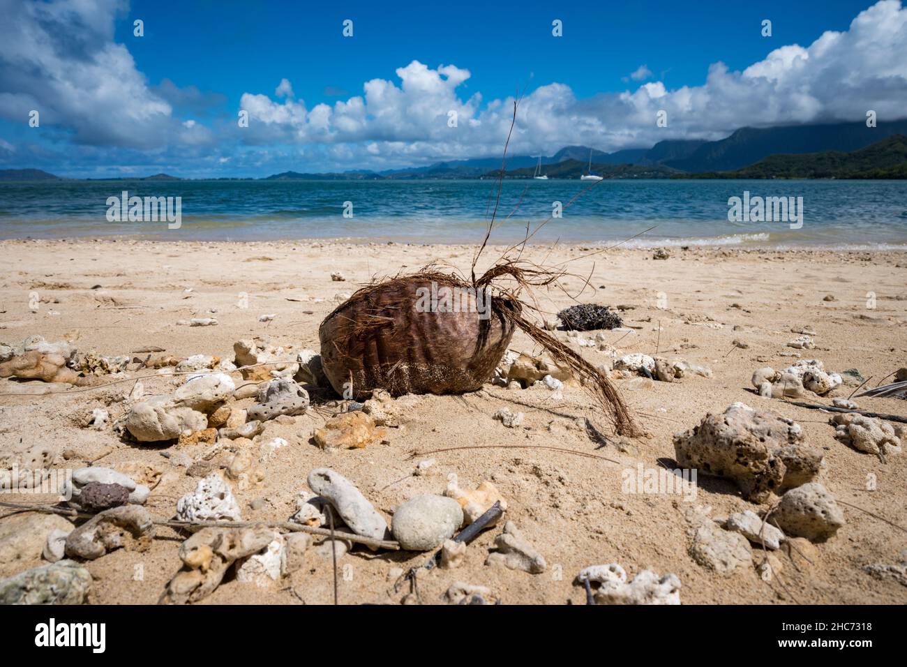 Closeup shot of a coconut on a sandy beach with blue sea and sky ...