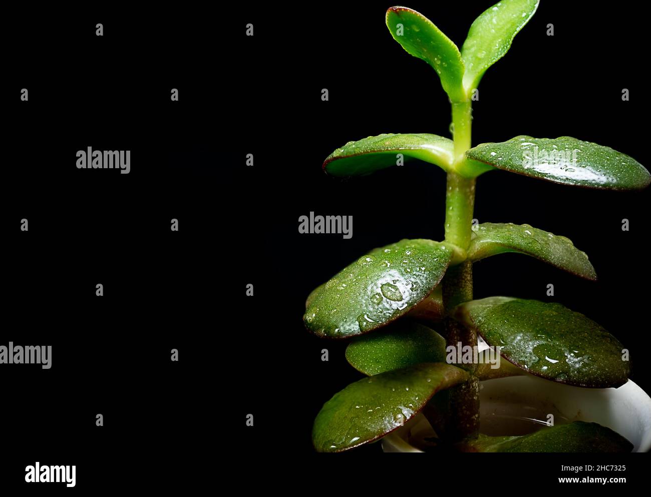 Close-up shot of the ficus nana plant(money plant) isolated on black ...