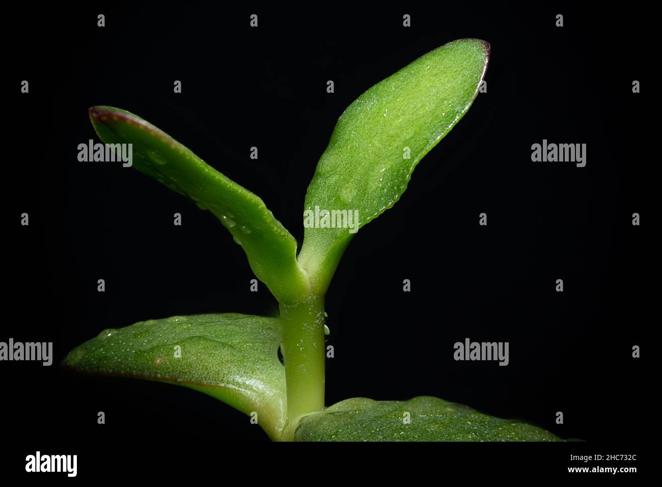 Ficus nana hi-res stock photography and images - Alamy
