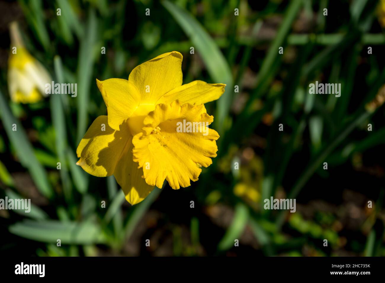 Yellow coloured daffodil with blurred background on a spring summer day ...