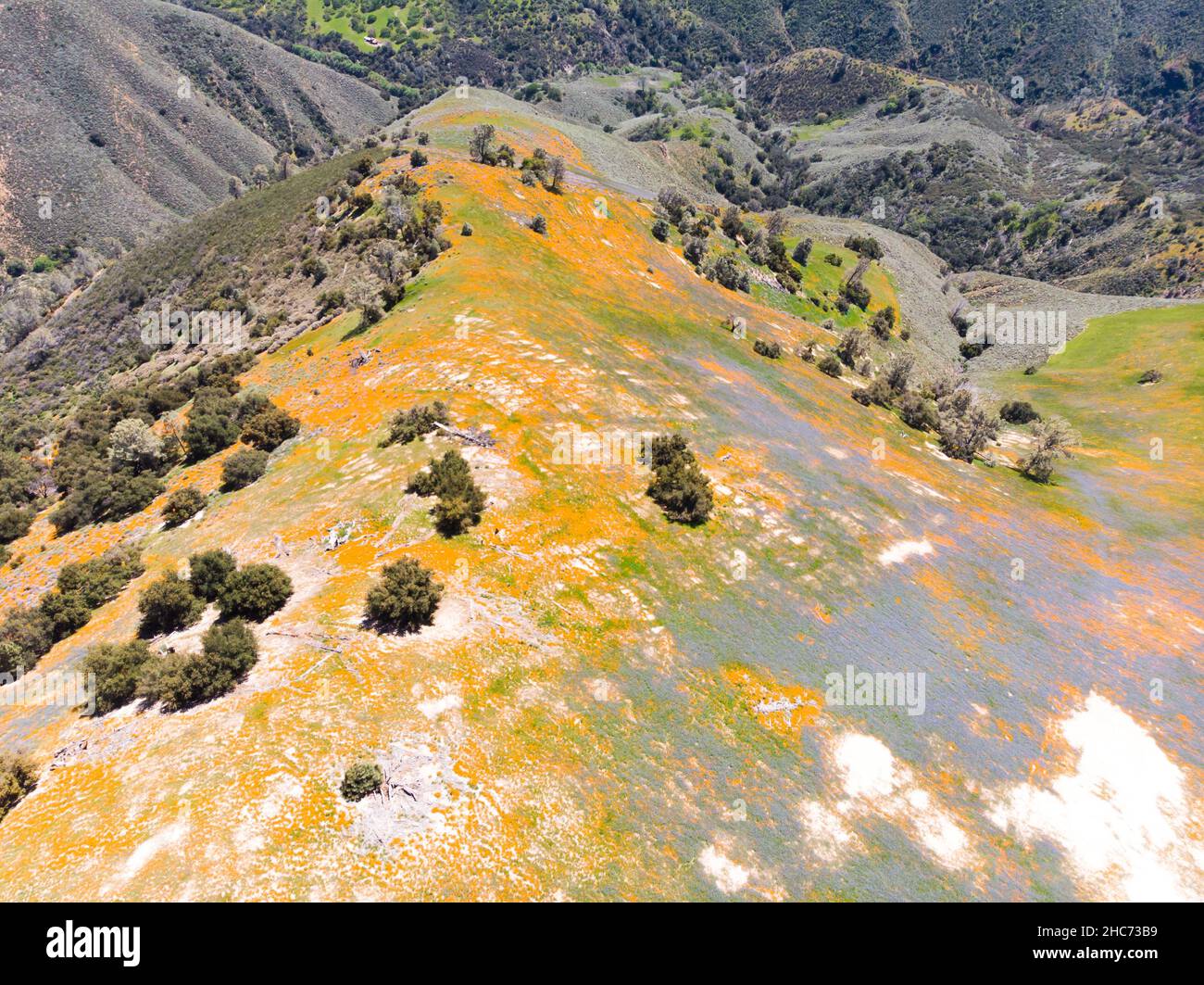 Aerial view of bright orange California Pobby (Eschscholzia) in the Los ...