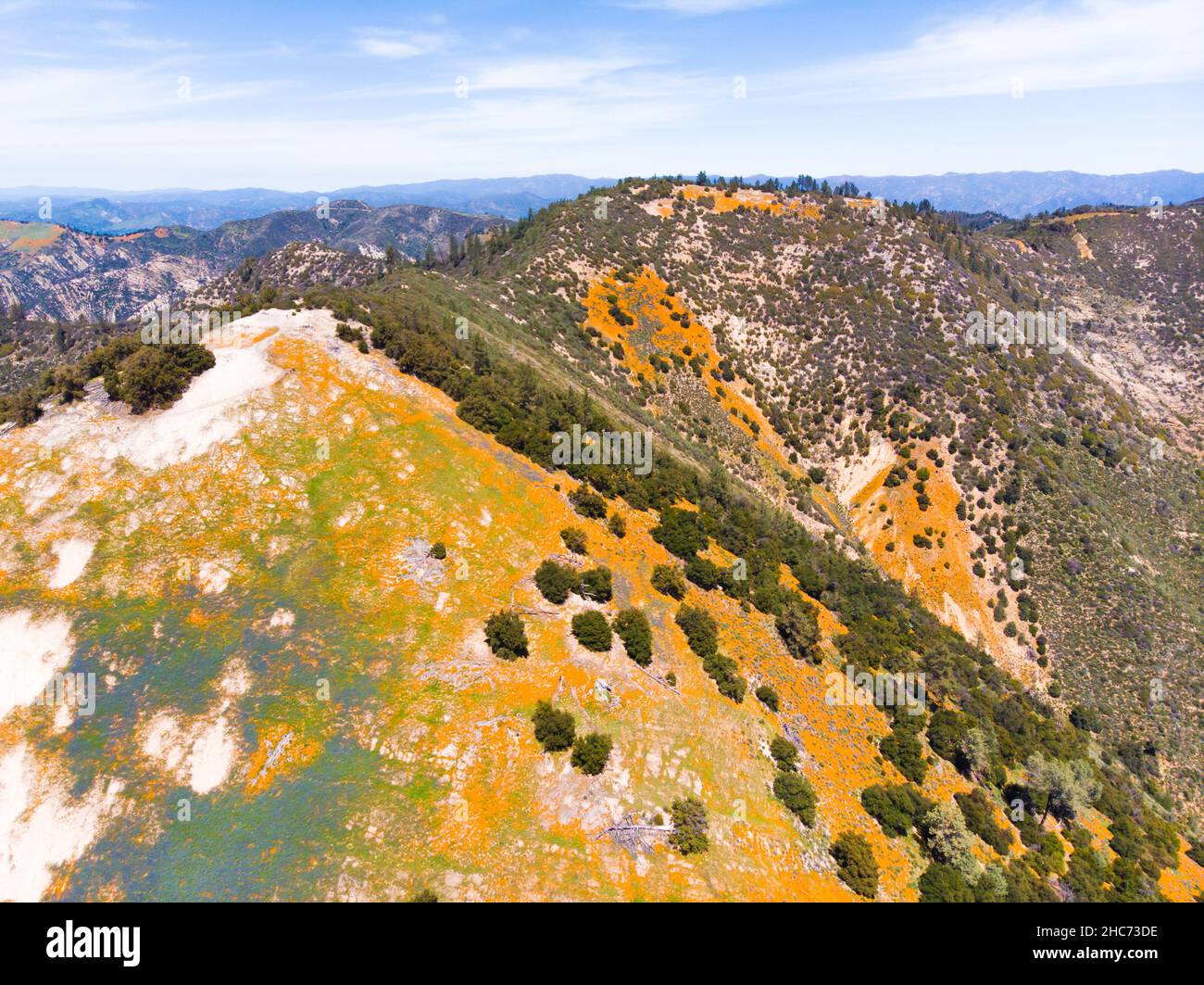 Aerial view of bright orange California Pobby (Eschscholzia) in the Los ...