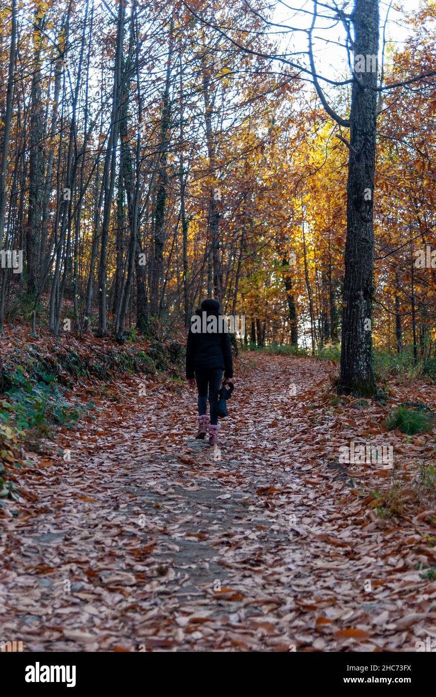 Walk along forest path in autumn with fallen leaves and trees with ...