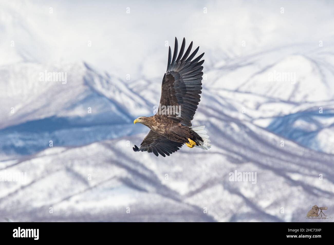 Beautiful hawk flying in the sky Stock Photo - Alamy
