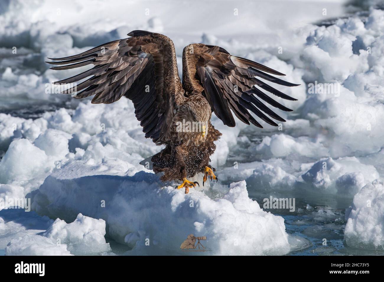 Beautiful hawk flying in the sky Stock Photo - Alamy