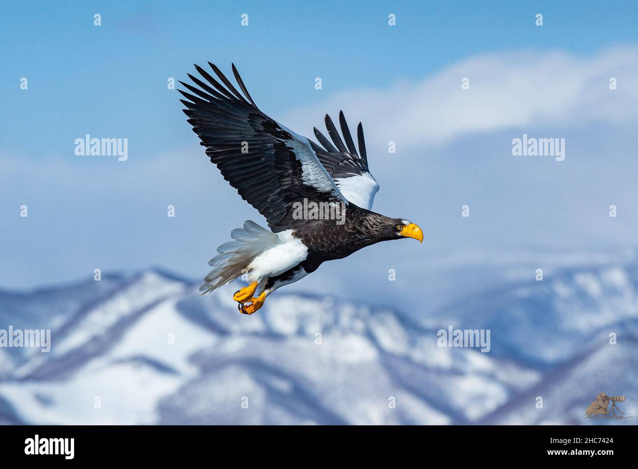 Beautiful hawk flying in the sky Stock Photo - Alamy