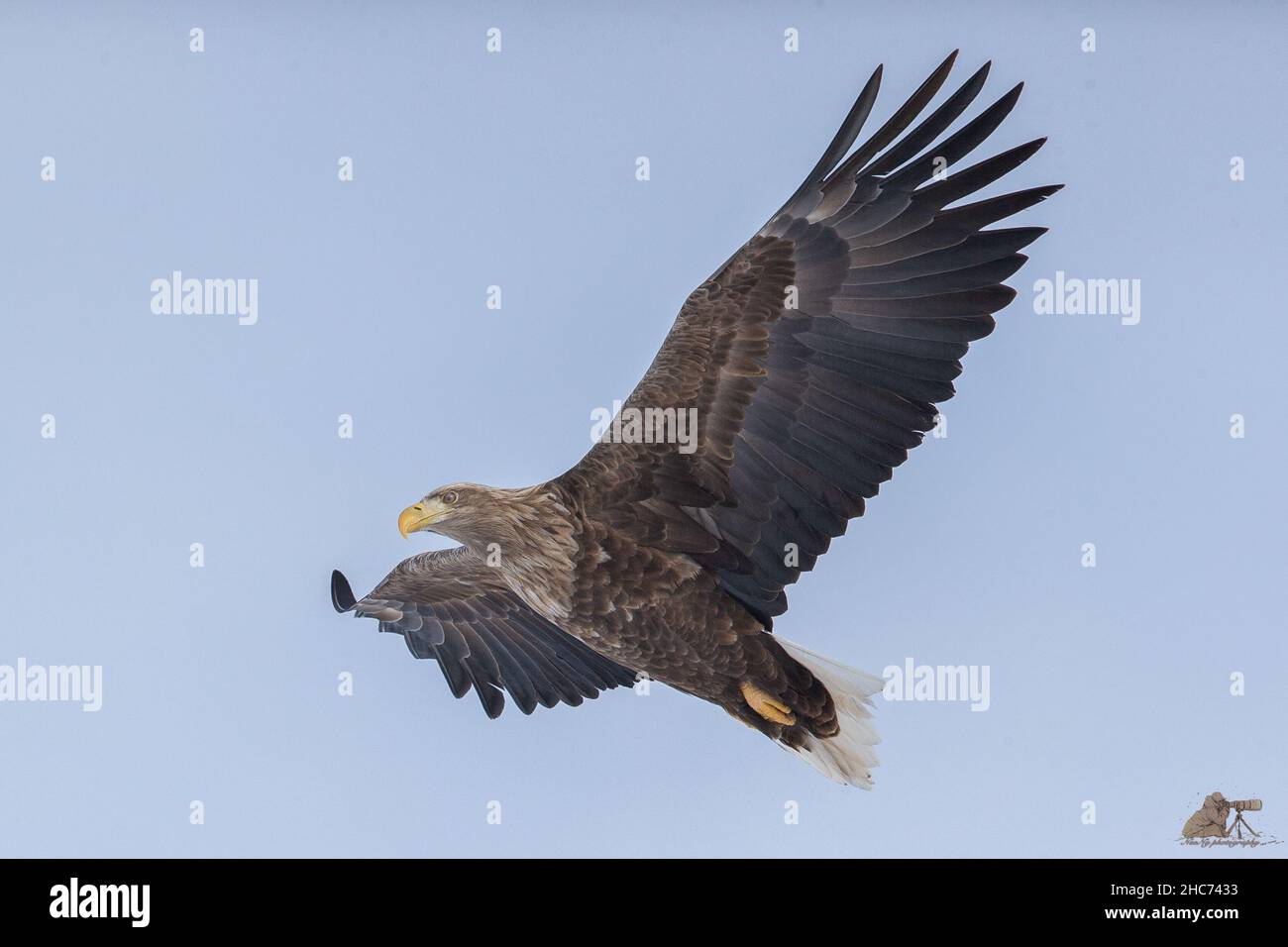 Beautiful hawk flying in the sky Stock Photo - Alamy