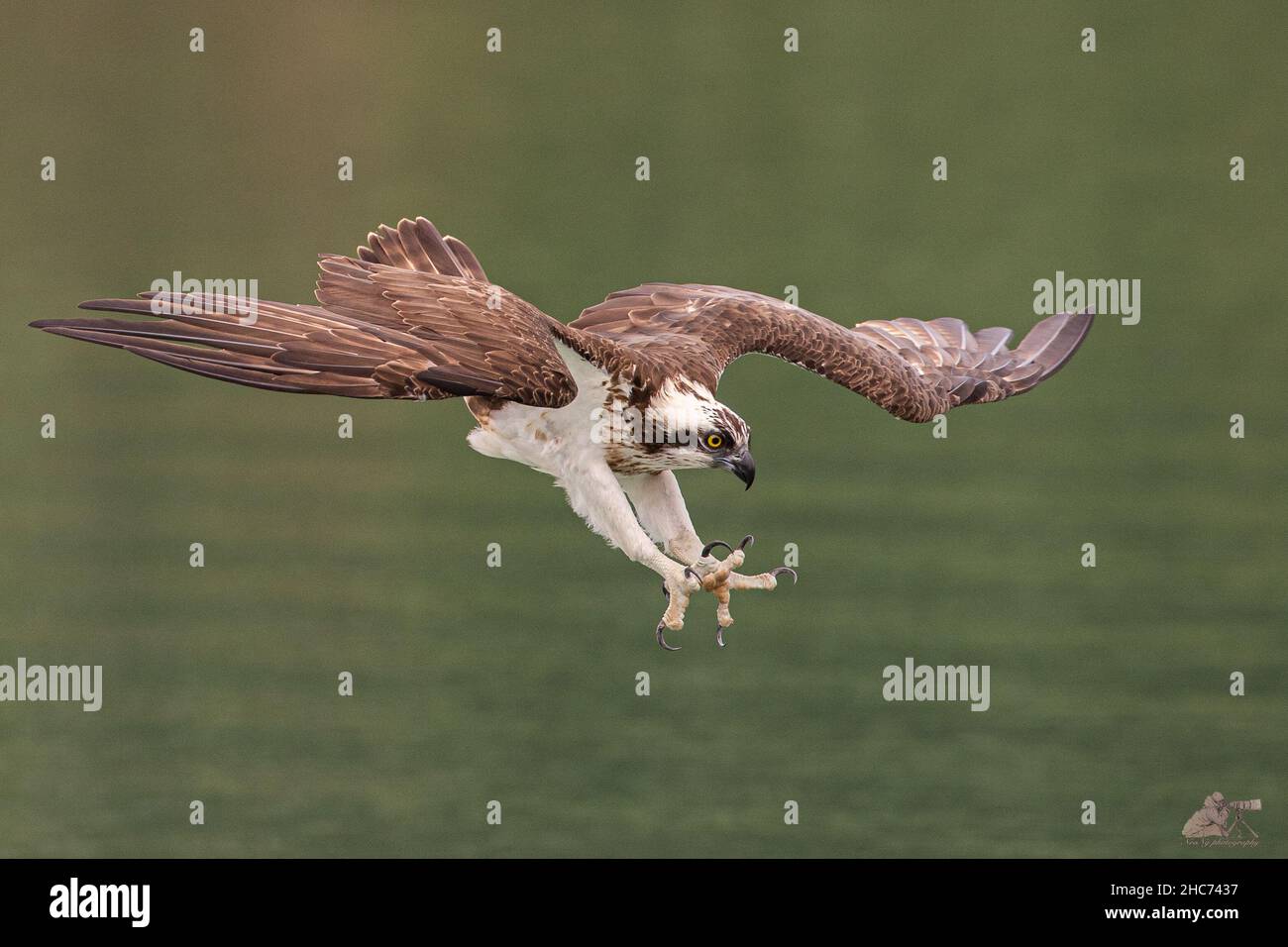 Beautiful hawk flying in the sky Stock Photo - Alamy