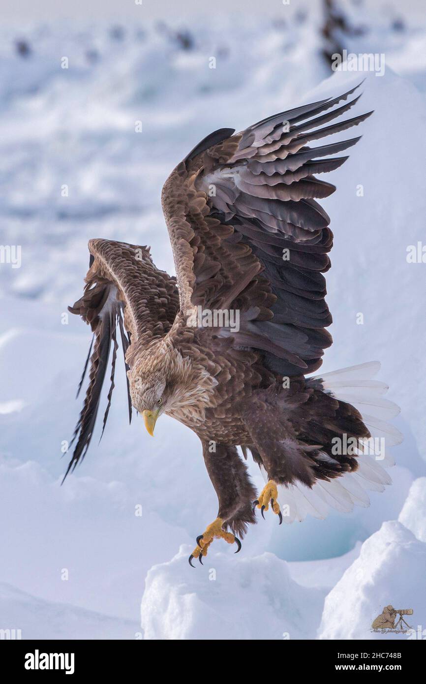 Hawk with spread-out wings flying in the snow Stock Photo - Alamy