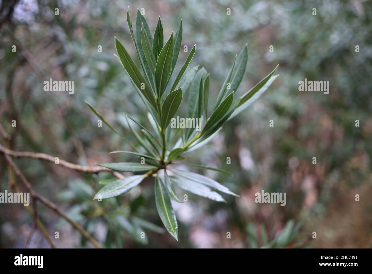 Downy willow hi-res stock photography and images - Alamy