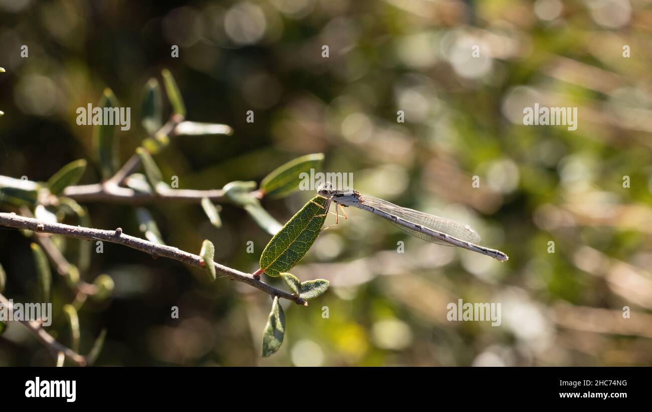 Close up firefly hi-res stock photography and images - Alamy