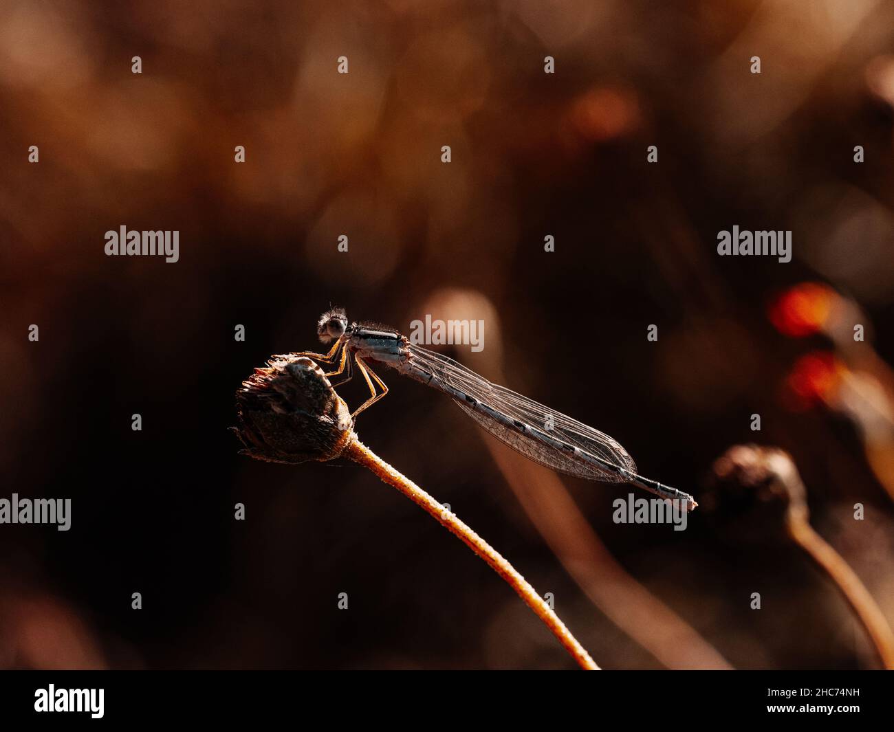 Close up firefly hi-res stock photography and images - Alamy