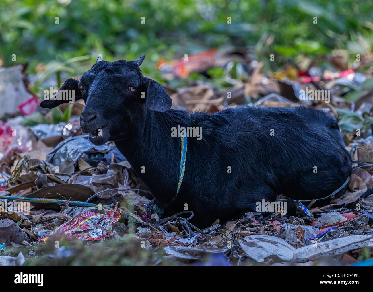 Goat resting on a dump after food Stock Photo - Alamy