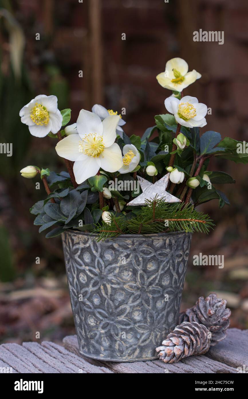 Helleborus in pot hi-res stock photography and images - Alamy