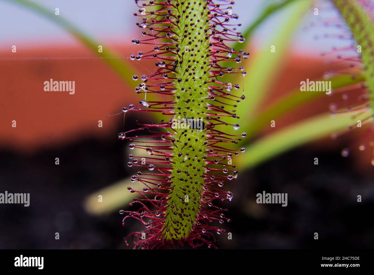 Cape sundew growing in the garden Stock Photo - Alamy