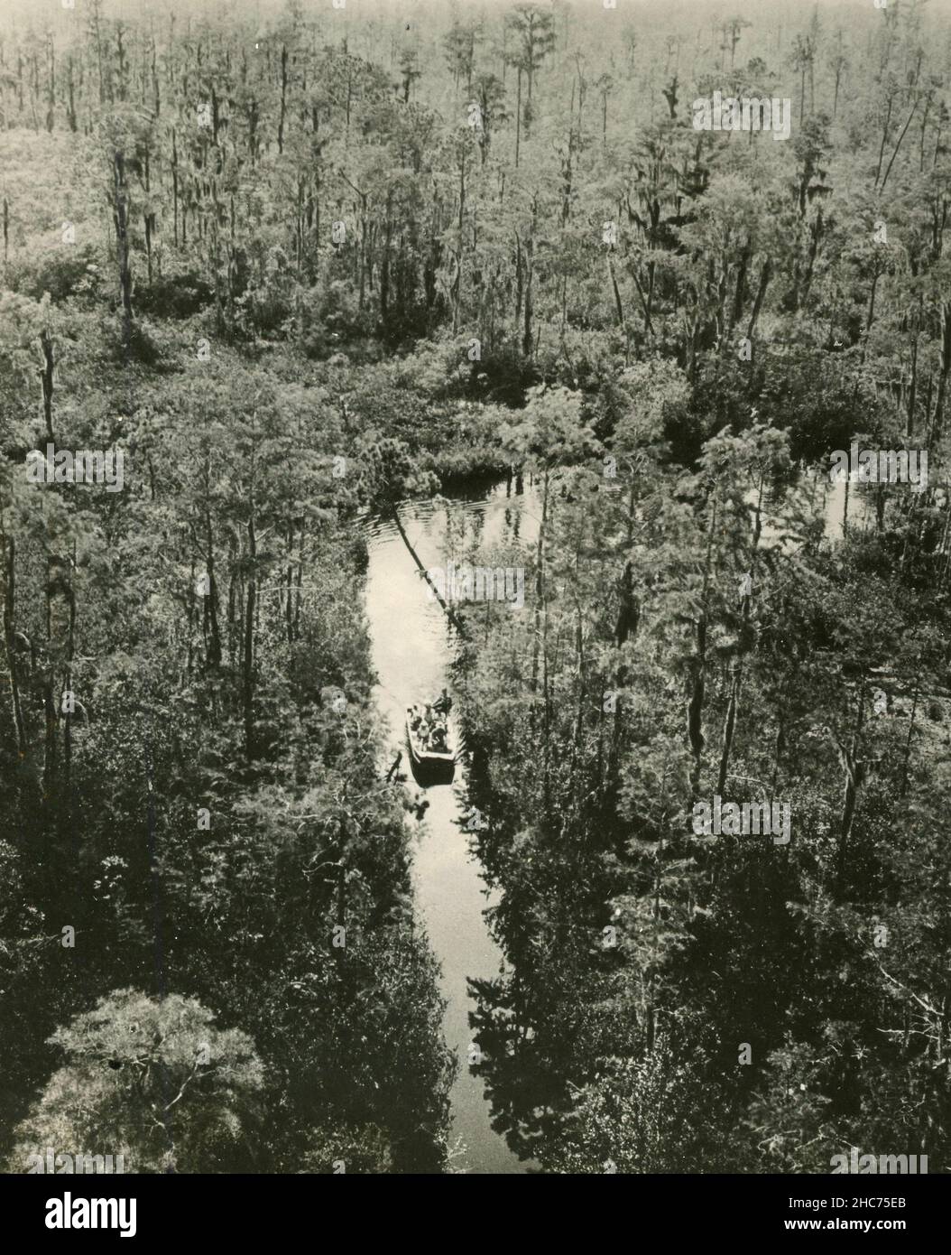 Okefenokee Swamp Park from the Observatory Tower at Waycross, Georgia ...