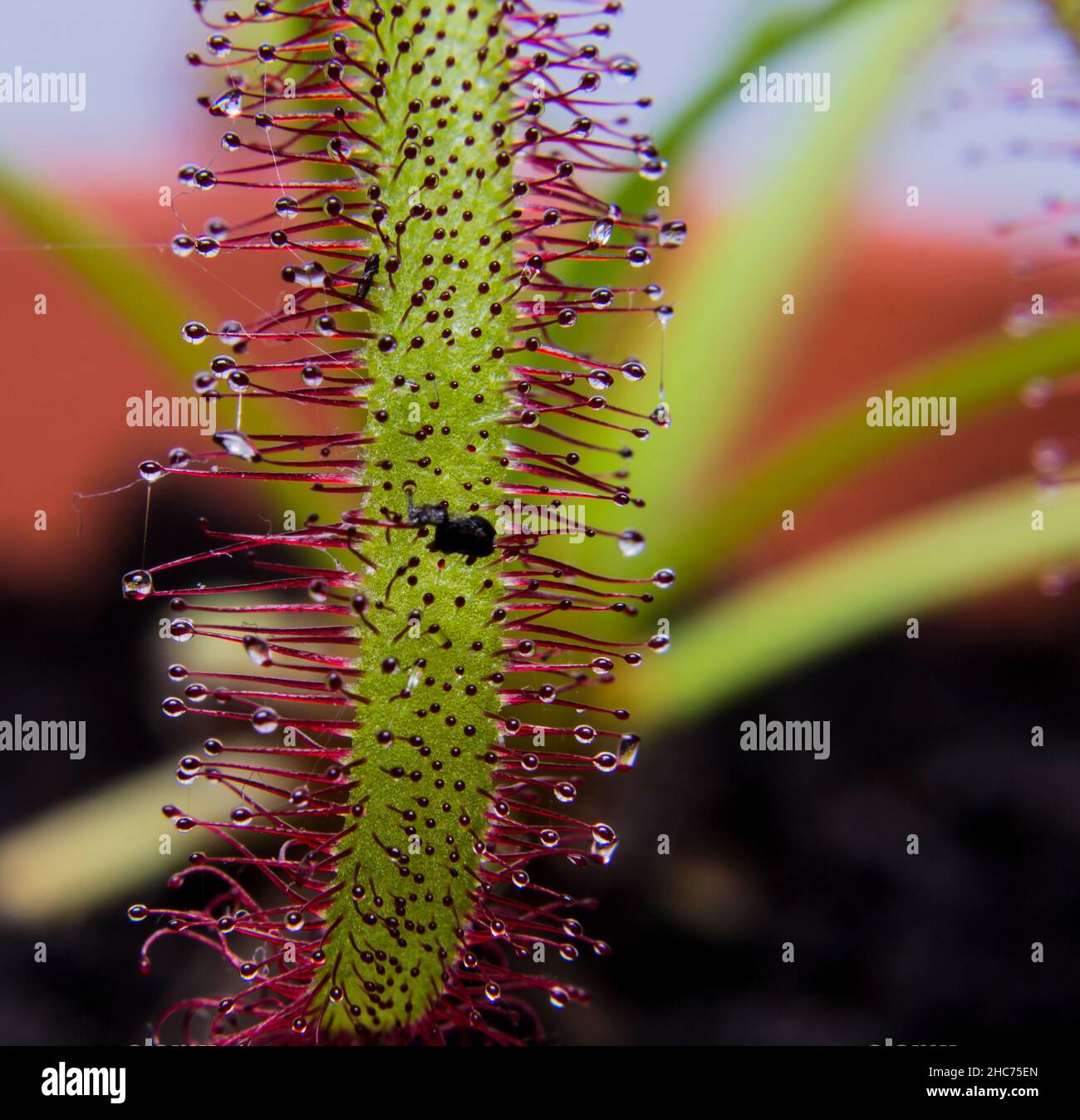 Closeup of a cape sundew plant in the blurred background Stock Photo ...