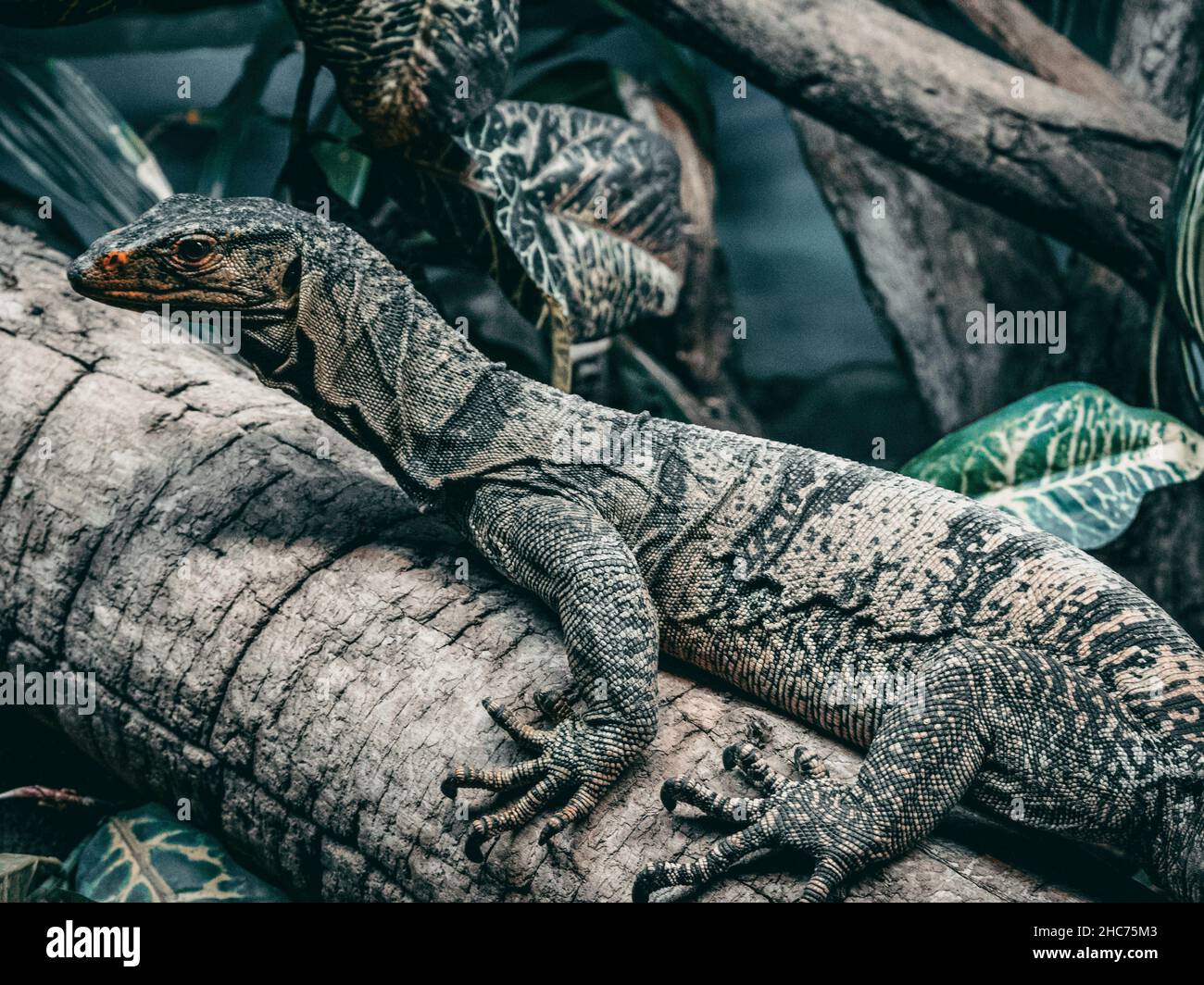 Closeup fear hi-res stock photography and images - Alamy