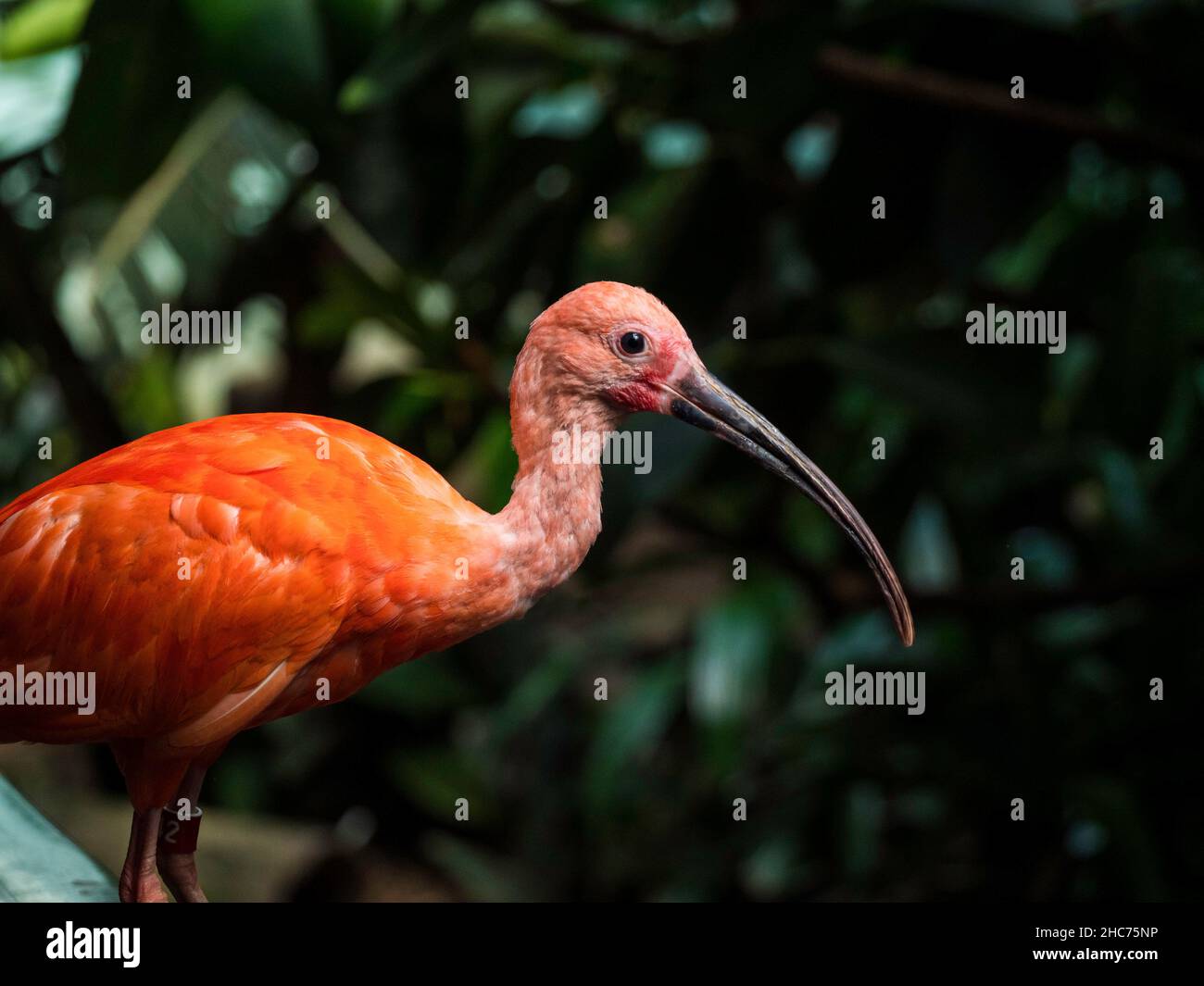 Closeup view bird nest hi-res stock photography and images - Alamy