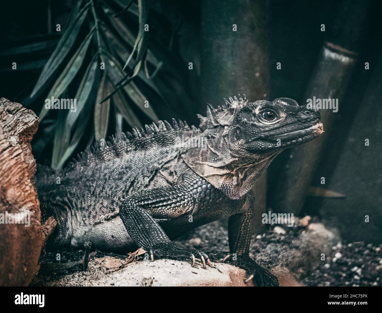 Closeup fear hi-res stock photography and images - Alamy