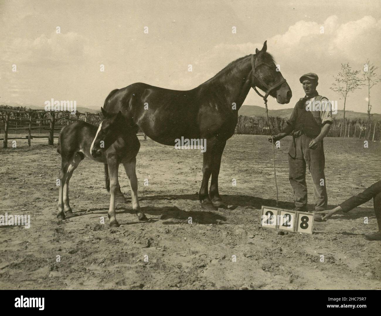 Man showing a mare with a foal at a Fair, Italy 1910s Stock Photo - Alamy