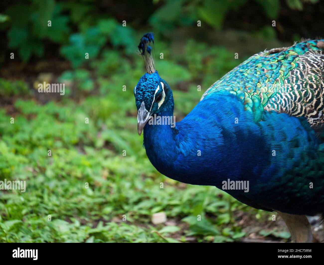Peacock nest hi-res stock photography and images - Alamy